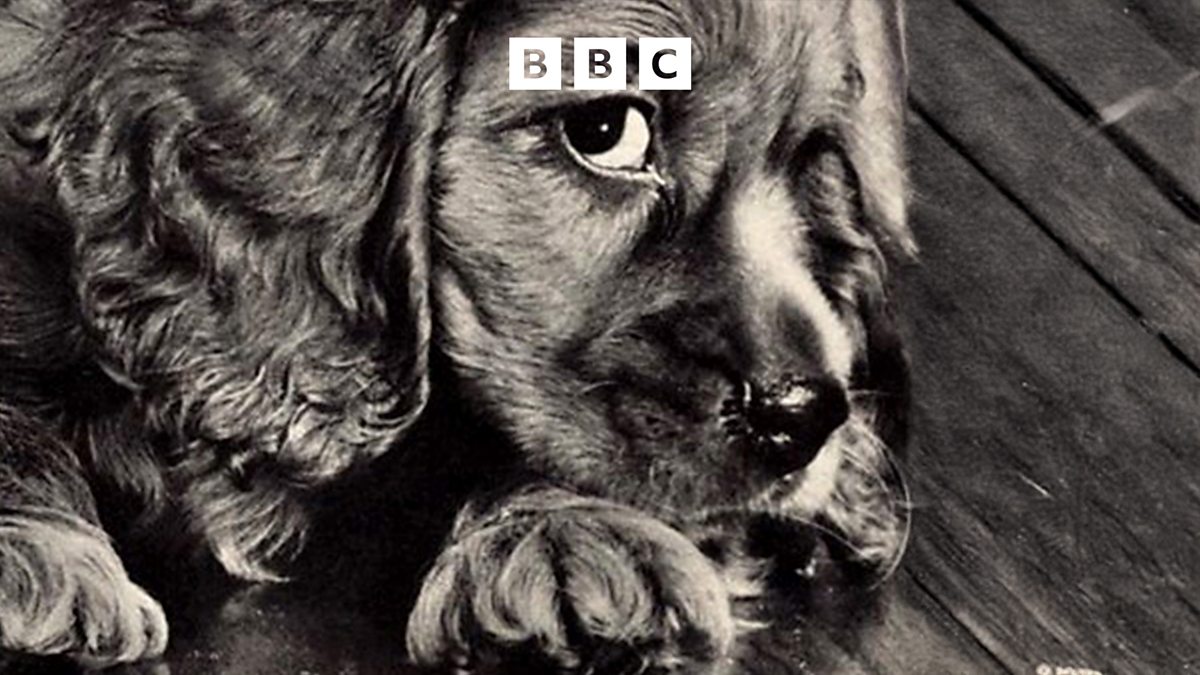 BBC Radio 4 Extra - Flush by Virginia Woolf (Omnibus)