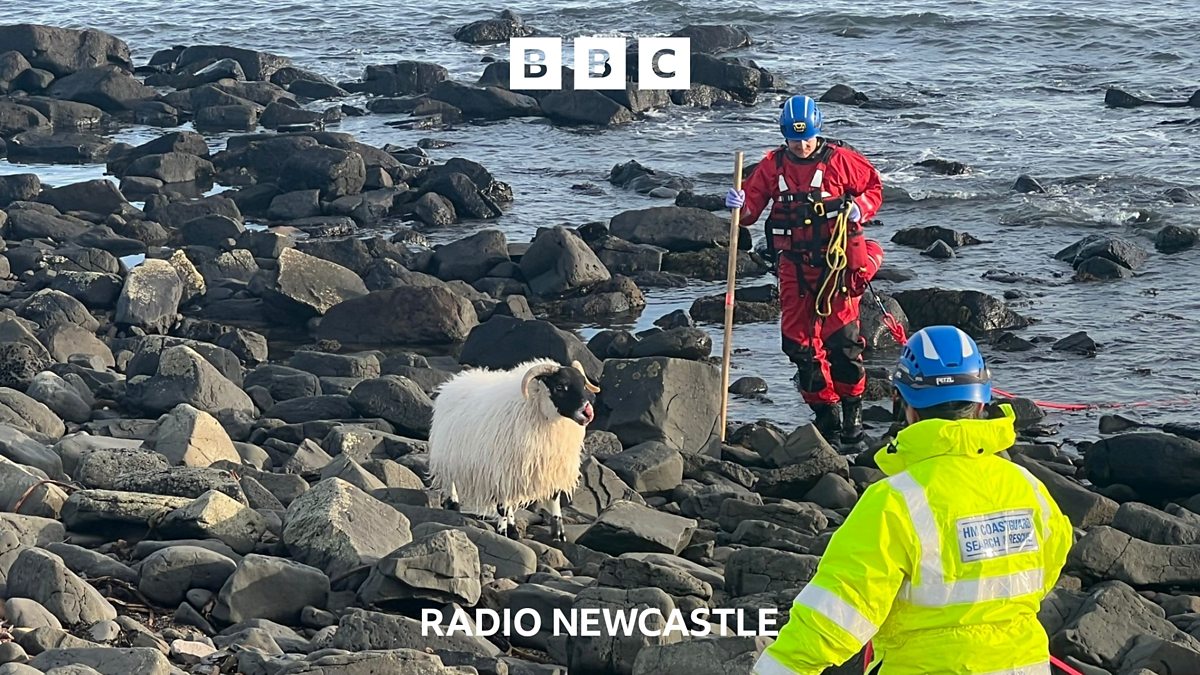 BBC Radio Newcastle - BBC Radio Newcastle, Craster sheep 'chased and ...