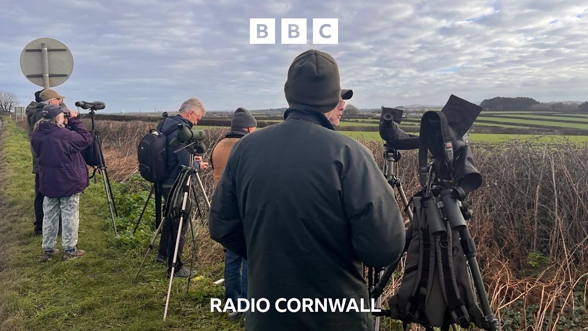 BBC Radio Cornwall - BBC Radio Cornwall, Birders flock to see rare ...