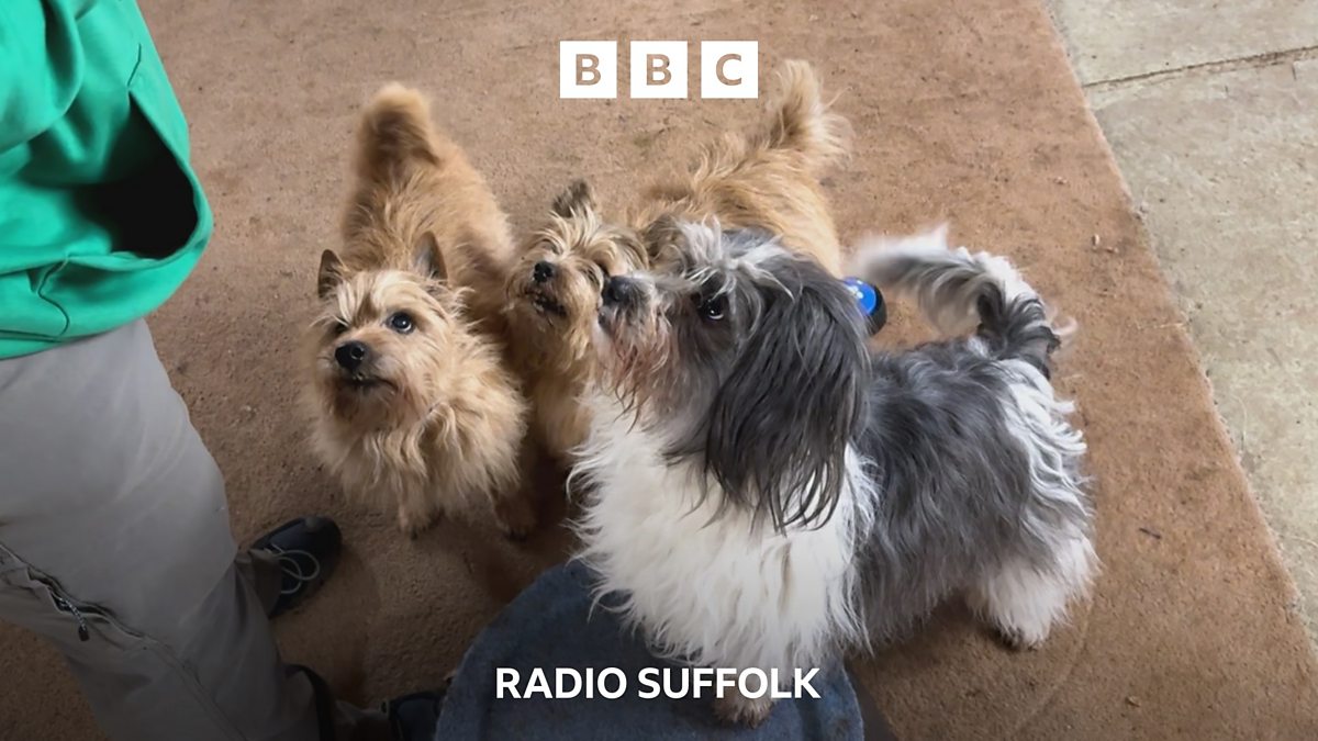 BBC Radio Suffolk - BBC Radio Suffolk, Canine communications which are ...