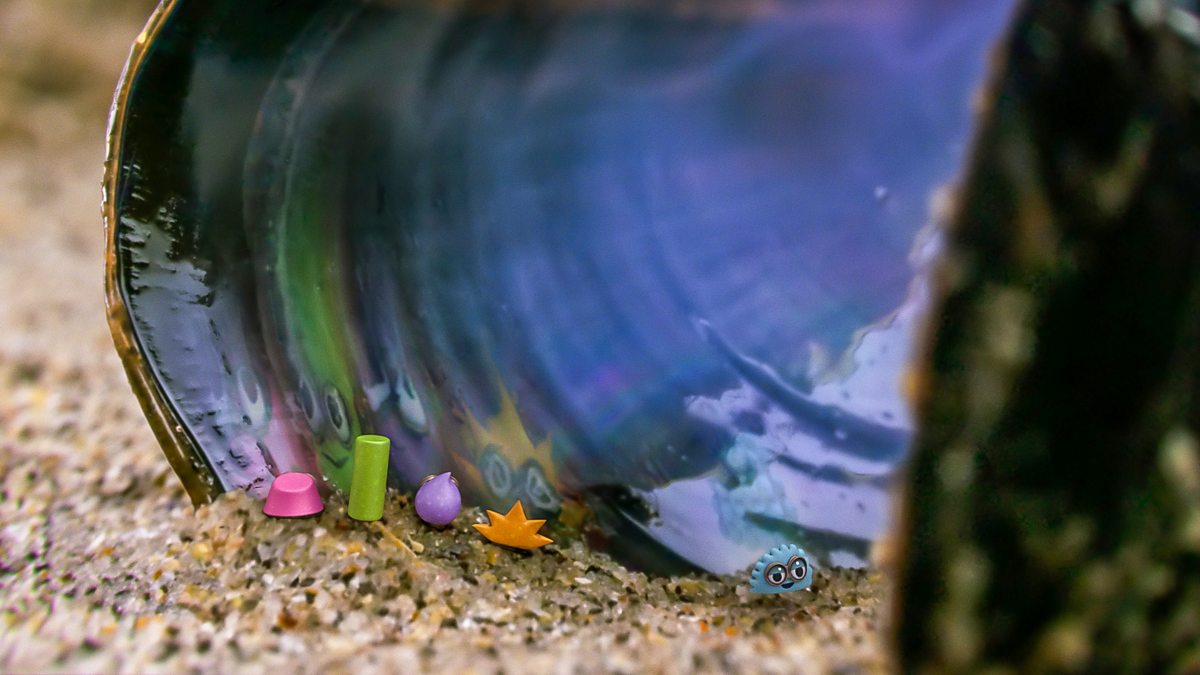 CBeebies - Tiny Wonders, Series 5, Mussel Shell