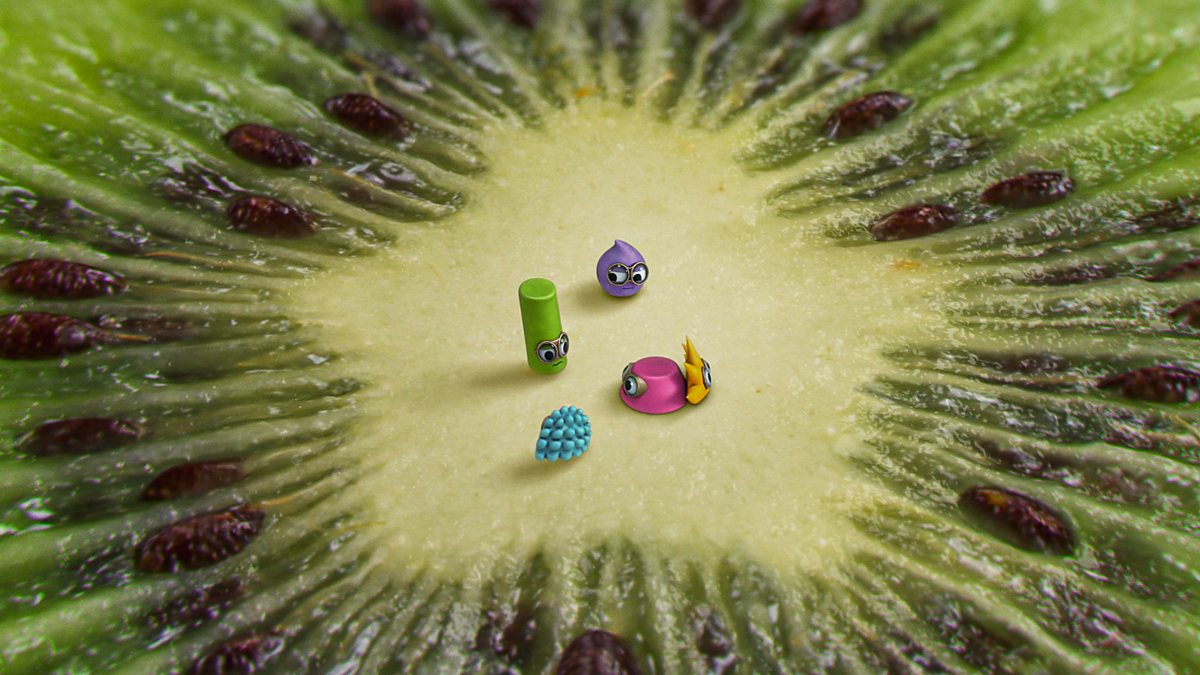 Tiny Wonders - Series 5: 3. Kiwi Fruit - BBC iPlayer