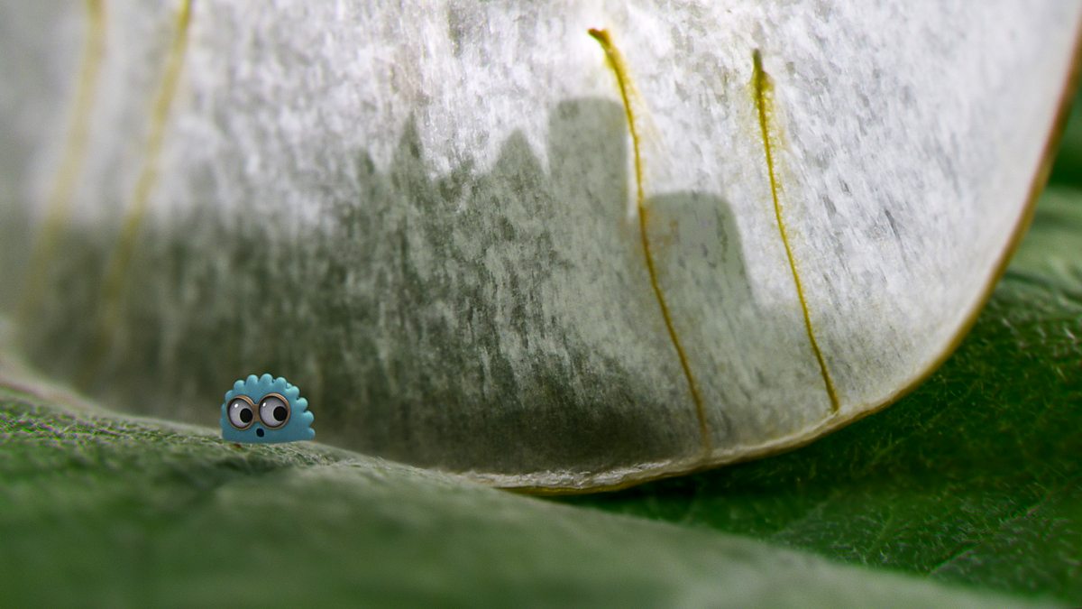 Tiny Wonders - Series 5: 4. Seed Pod - BBC iPlayer