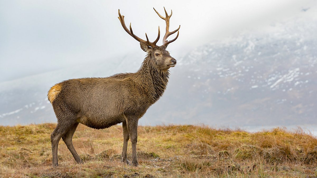 Winterwatch - Series 13: Episode 4 - BBC iPlayer