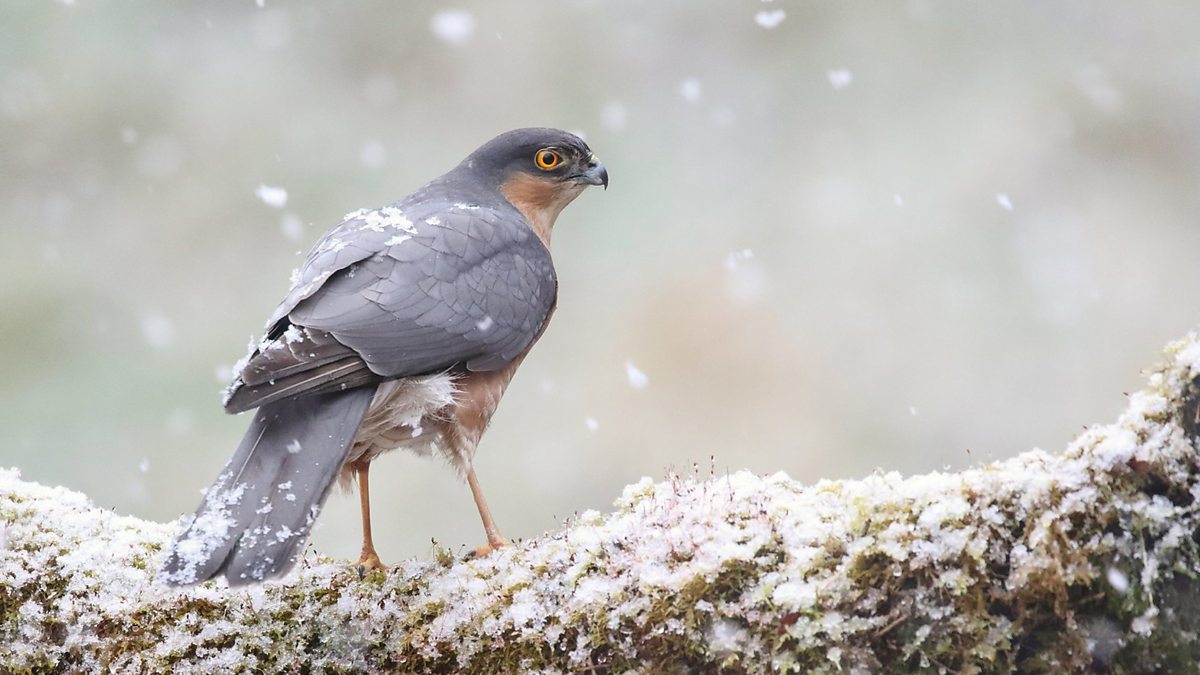 BBC Two - Winterwatch - Contact us