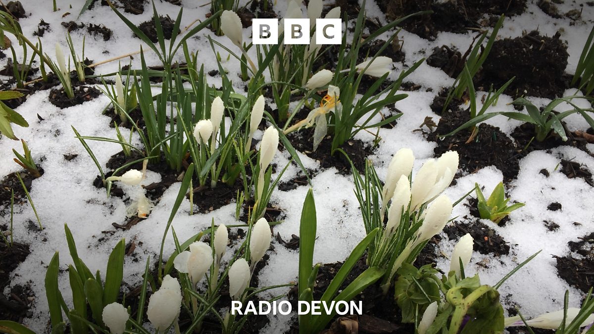 BBC Radio Devon - BBC Radio Devon, Is it an early spring in Devon this ...