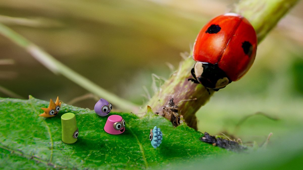 Tiny Wonders - Series 5: 8. Ladybird - BBC iPlayer