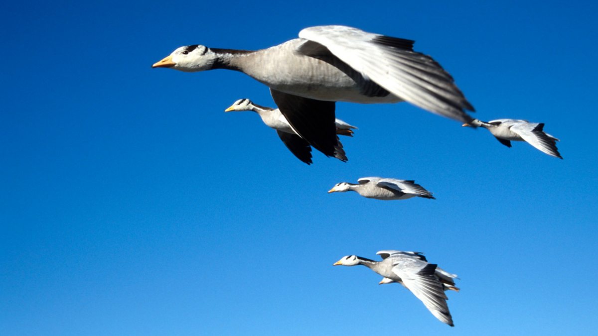 BBC World Service - CrowdScience, How high can birds fly?