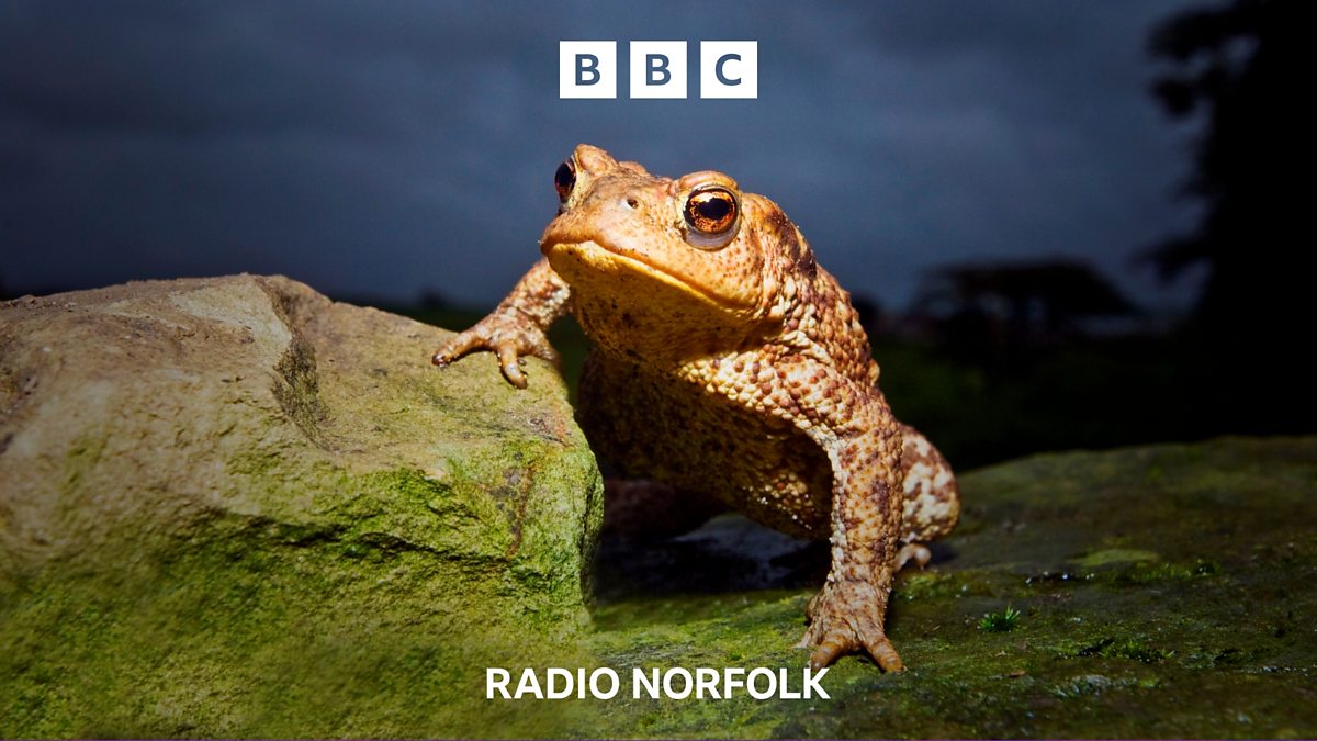 BBC Radio Norfolk - BBC Radio Norfolk, Why did the toad cross the road?