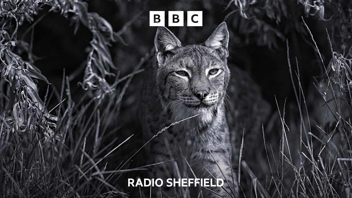 BBC Radio Sheffield - Secret South Yorkshire, Is a big cat on the loose ...