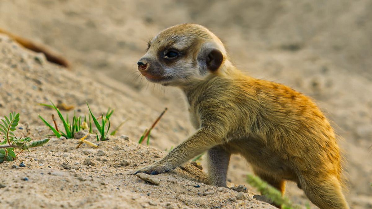 Andys Global Adventures - Series 3 – Baby Animal Missions: 1. Andy and ...