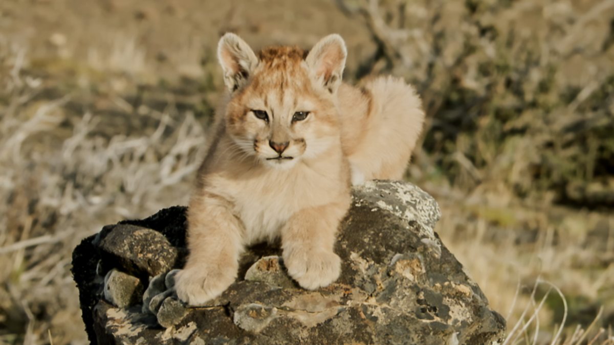 Andys Global Adventures - Series 3 – Baby Animal Missions: 3. Andy and the Puma Cubs - BBC iPlayer