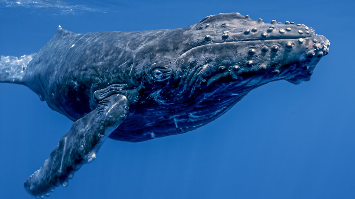 Andys Global Adventures - Series 3 – Baby Animal Missions: 4. Andy and ...