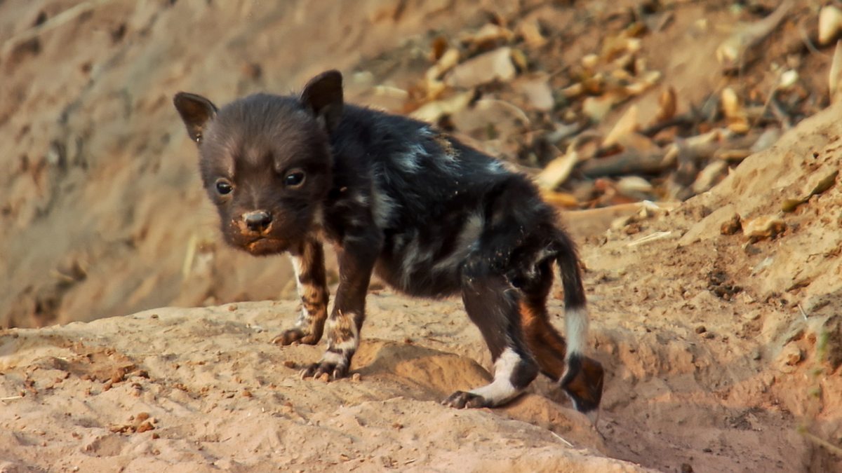 Andys Global Adventures - Series 3 – Baby Animal Missions: 5. Andy and ...