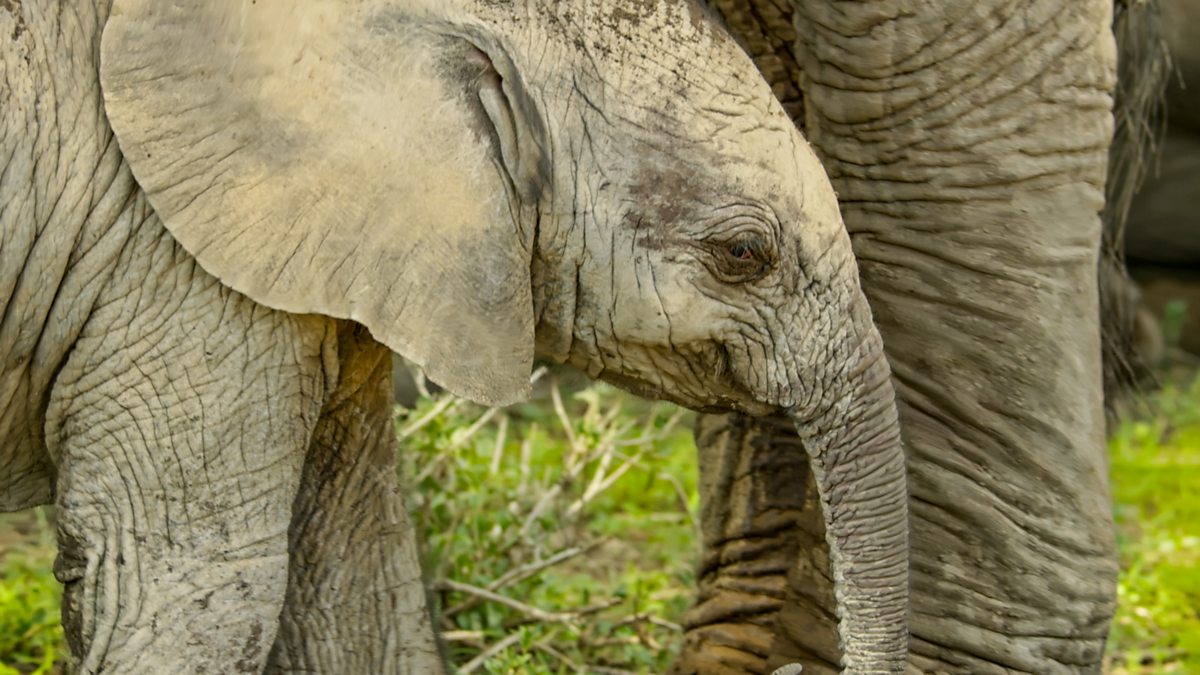 Andys Global Adventures - Series 3 – Baby Animal Missions: 6. Andy and ...