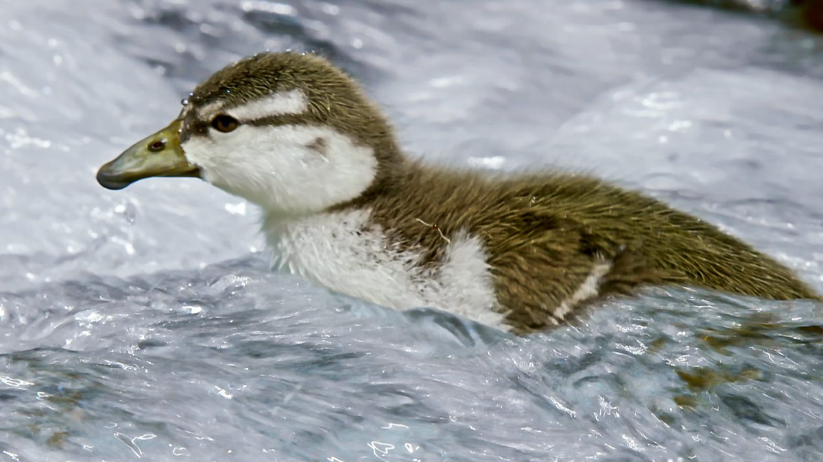 Andys Global Adventures - Series 3 – Baby Animal Missions: 7. Andy and ...