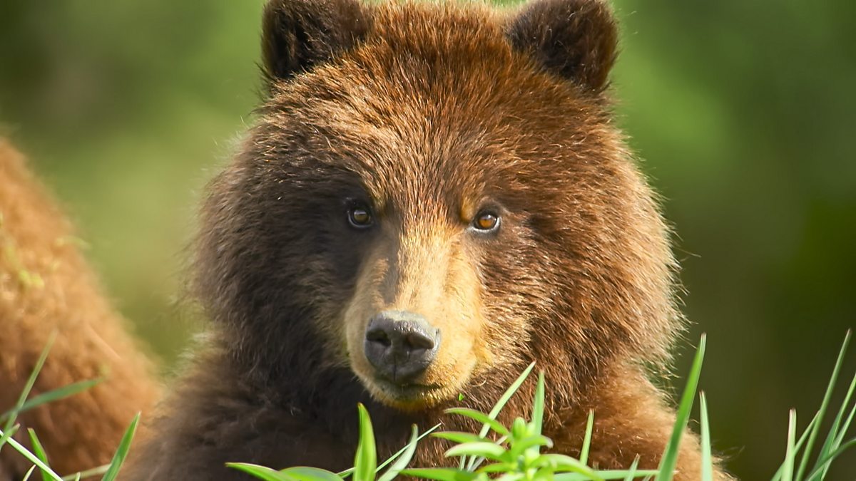 Andys Global Adventures - Series 3 – Baby Animal Missions: 8. Andy and ...