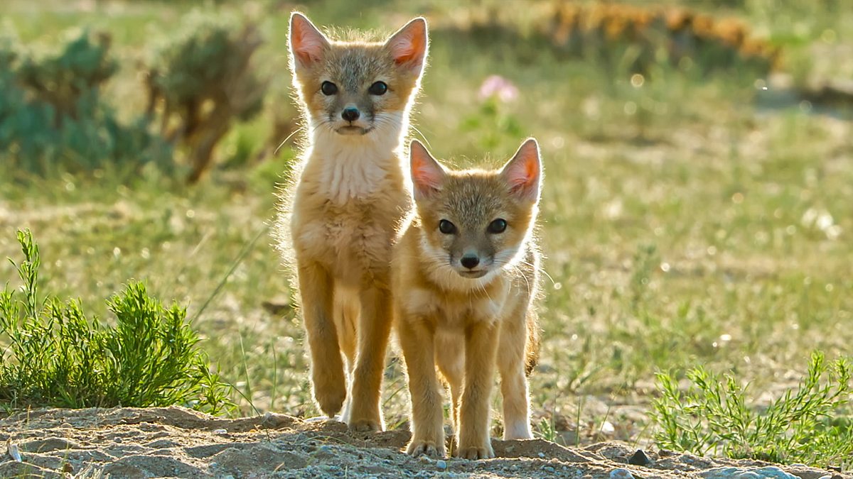 Andys Global Adventures - Series 3 – Baby Animal Missions: 9. Andy and ...