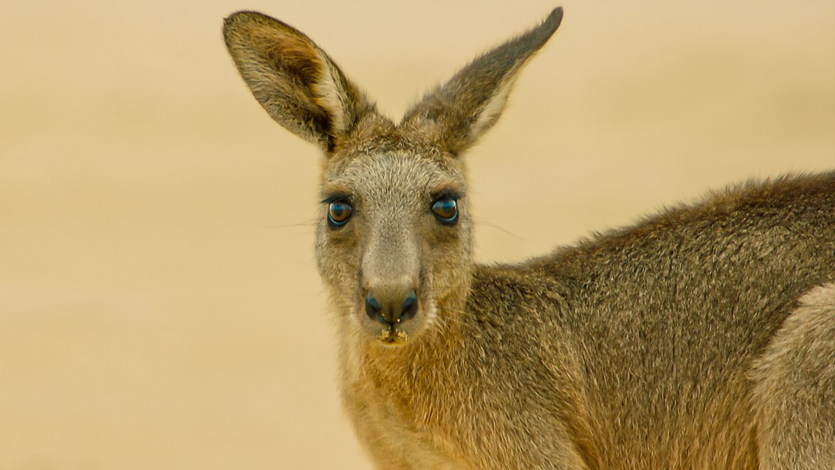 Andys Global Adventures - Series 3 – Baby Animal Missions: 10. Andy and ...