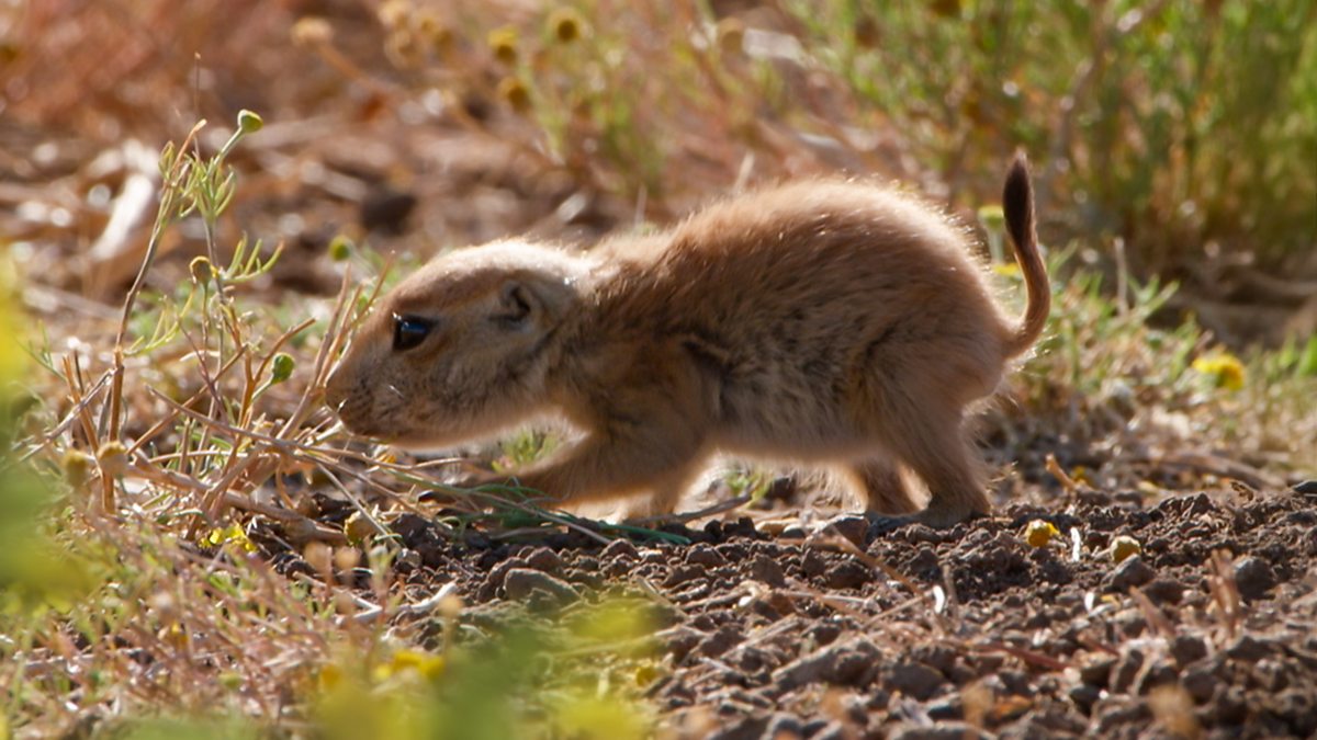 Andys Global Adventures - Series 3 – Baby Animal Missions: 12. Andy and ...
