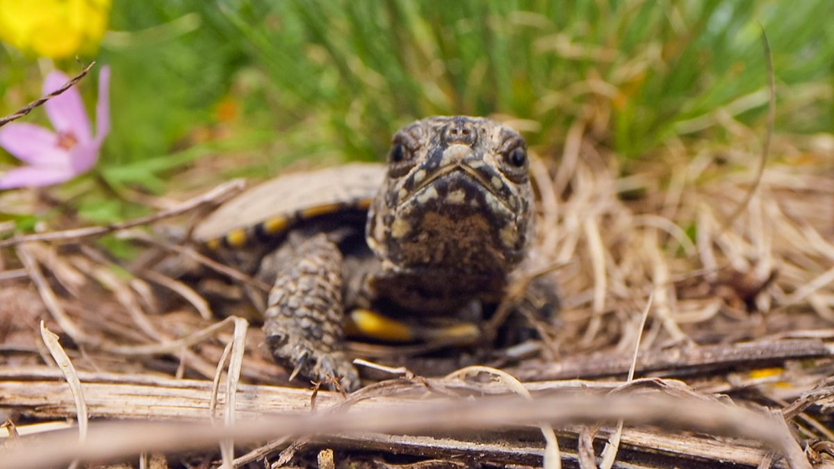 Andys Global Adventures - Series 3 – Baby Animal Missions: 13. Andy and ...