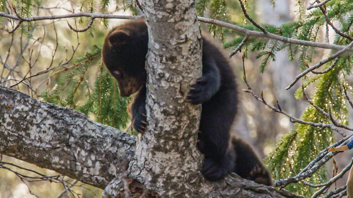 Andys Global Adventures - Series 3 – Baby Animal Missions: 15. Andy and ...