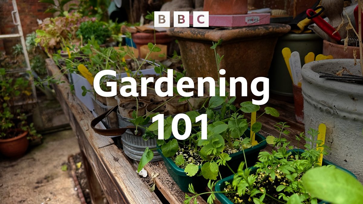 BBC Radio Kent - Pat Marsh on BBC Radio Kent, 16/02/2025, Gardening 101 ...