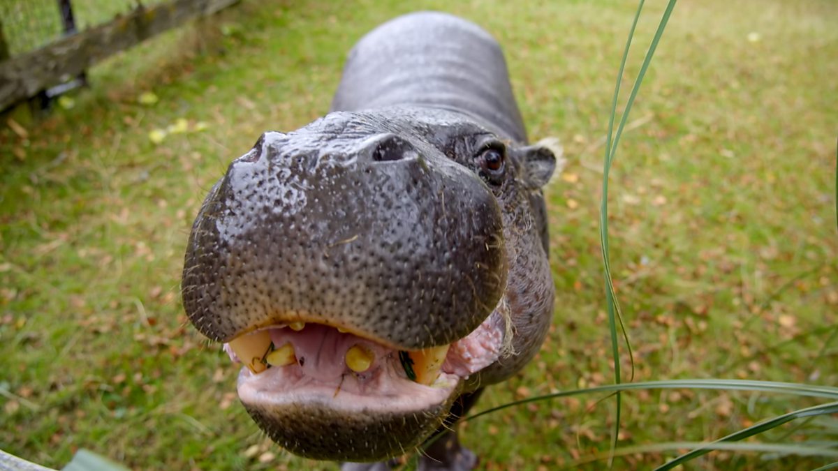 Go Wild - Series 2 - Aneeshwar and Lizzie: 21. Pygmy Hippo and Aardvark - Signed - BBC iPlayer