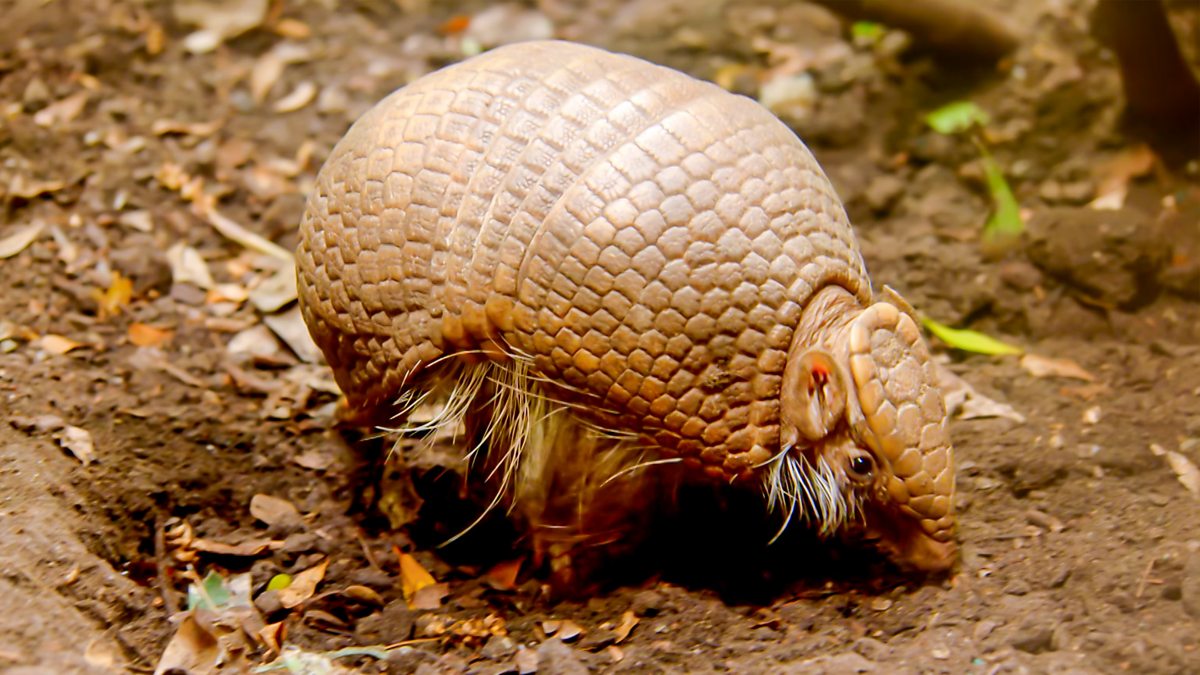 Go Wild - Series 2 - Aneeshwar and Lizzie: 22. Porcupine and Three ...