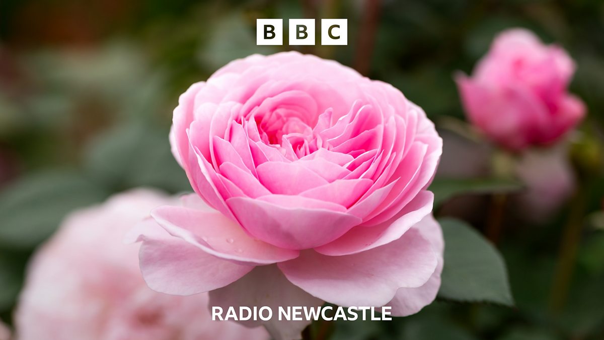 BBC Radio Newcastle - Garden Mania on BBC Radio Newcastle, 16/02/2025 ...