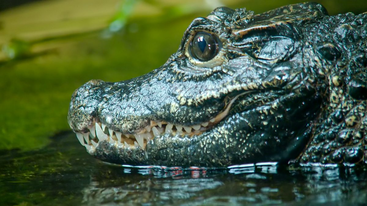 Go Wild - Series 2 - Aneeshwar and Lizzie: 30. Senegal Bushbaby and Dwarf Crocodile - BBC iPlayer