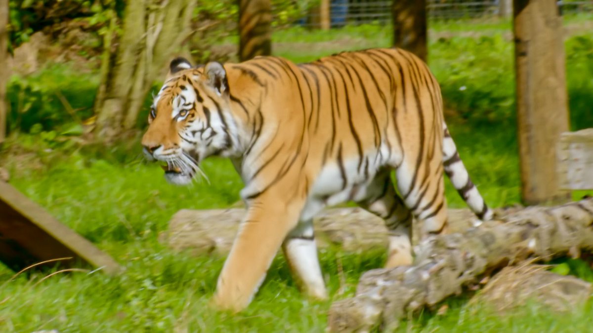 Go Wild - Series 2 - Aneeshwar and Lizzie: 29. Spectacled Bear and Tiger - BBC iPlayer