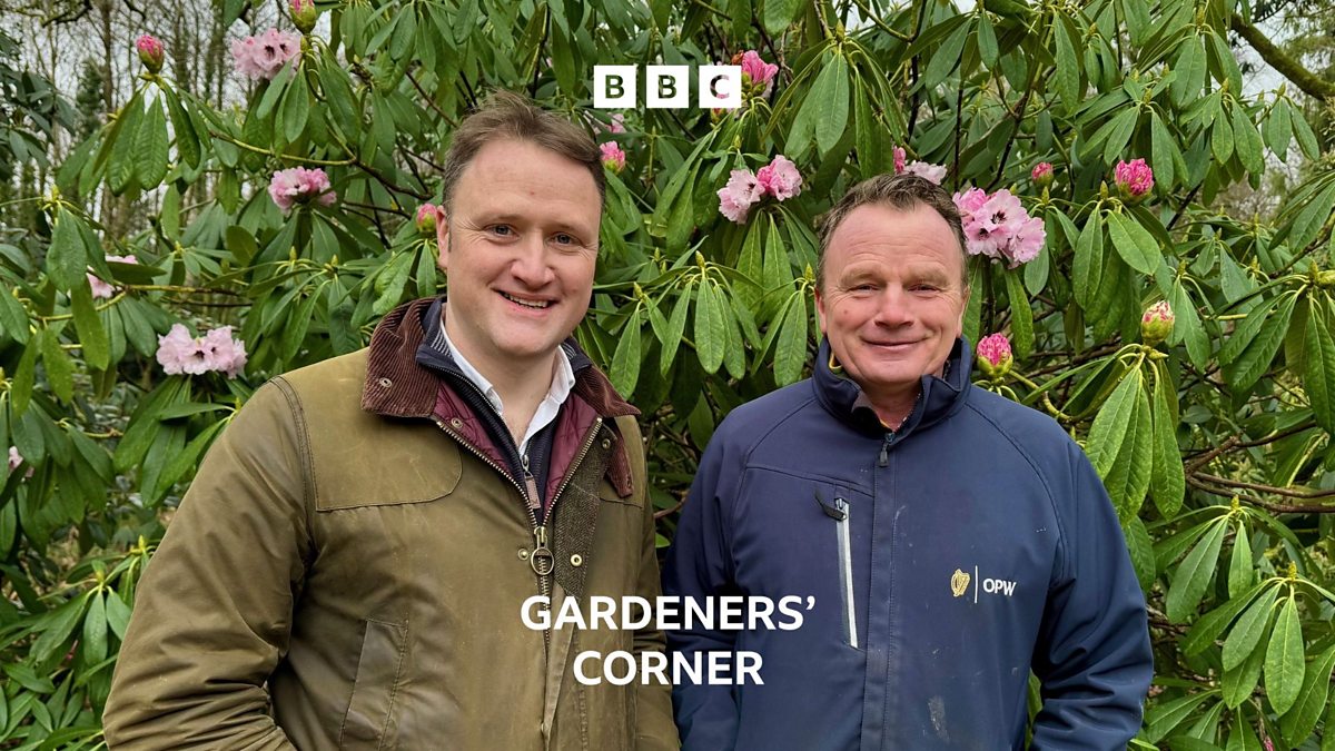 BBC Radio Ulster - Gardeners' Corner, Storm-proof trees, winter gems at ...