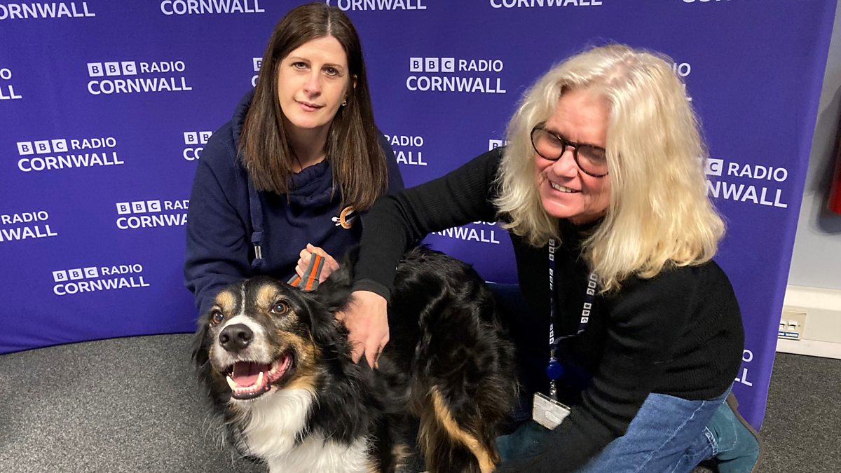 BBC Radio Cornwall - Julie Skentelbery, 25/02/2025, On their way to the world's biggest dog show