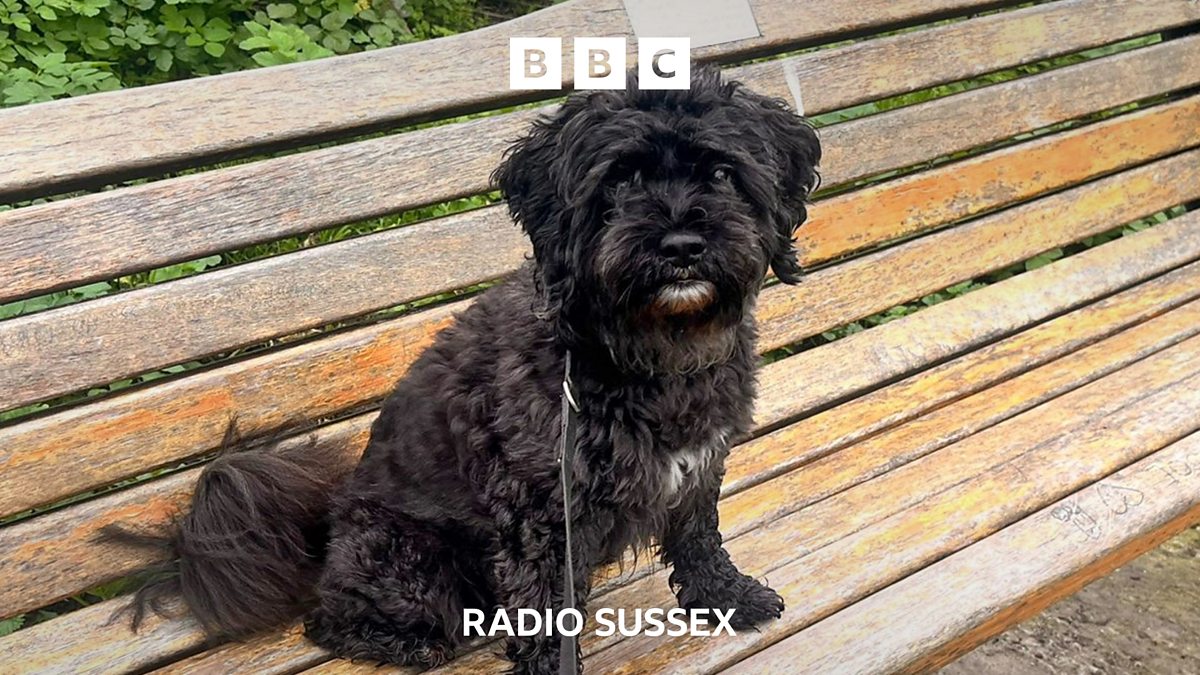 BBC Radio Sussex - BBC Radio Sussex, Is this the UK's most forgotten dog?