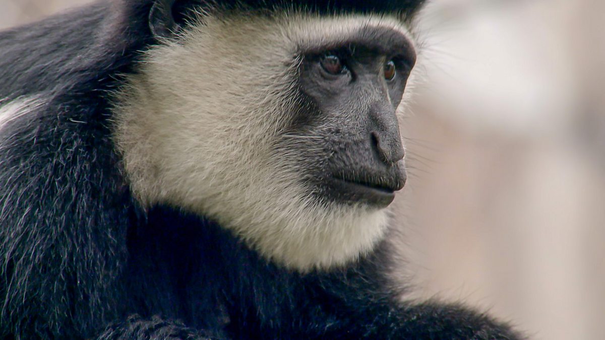 Go Wild - Series 2 - Aneeshwar and Lizzie: 35. Eland and Colobus Monkey - BBC iPlayer