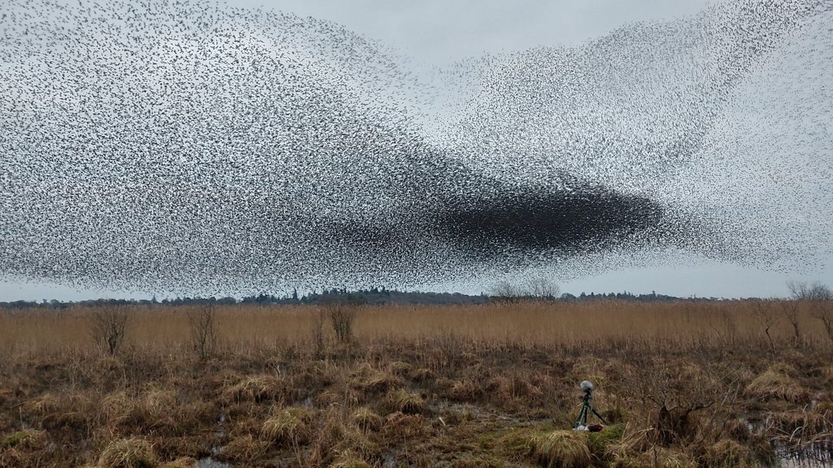 BBC Four - Birdsong, Ireland's Largest Starling Murmuration