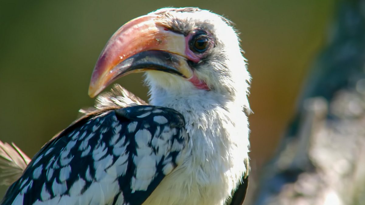 Go Wild - Series 2 - Aneeshwar and Lizzie: 36. European Bison and Red-Billed Hornbill - BBC iPlayer