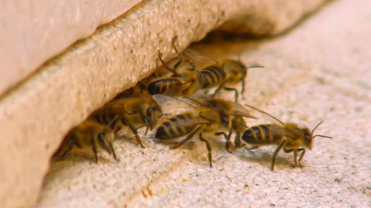 Go Wild - Series 2 - Aneeshwar and Lizzie: 39. Honeybee and Naked Mole Rat - BBC iPlayer