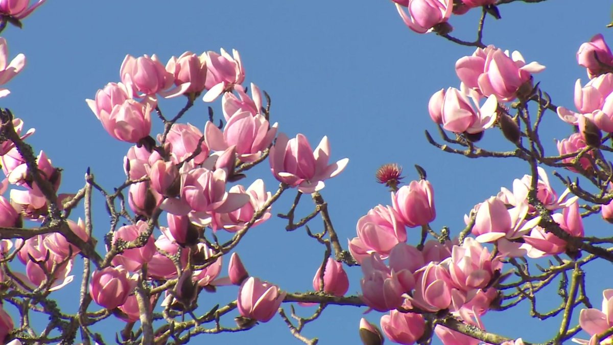 BBC Radio Cornwall - James Churchfield, 07/03/2025, Spring in Cornwall