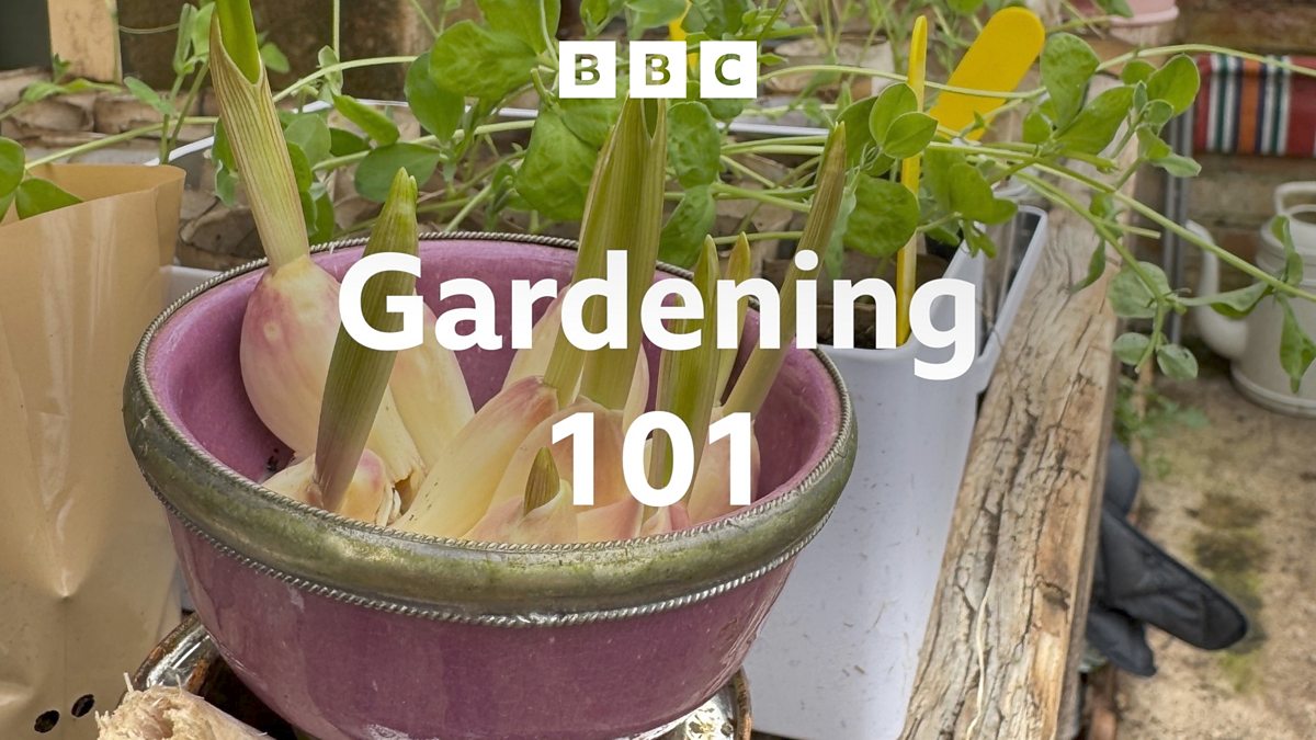 BBC Radio Surrey - Pat Marsh on BBC Radio Surrey, 23/02/2025, Gardening ...