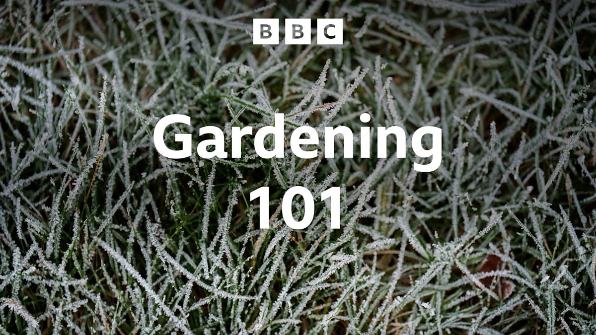 BBC Radio Sussex - Pat Marsh on BBC Radio Sussex, 12/01/2025, Gardening ...