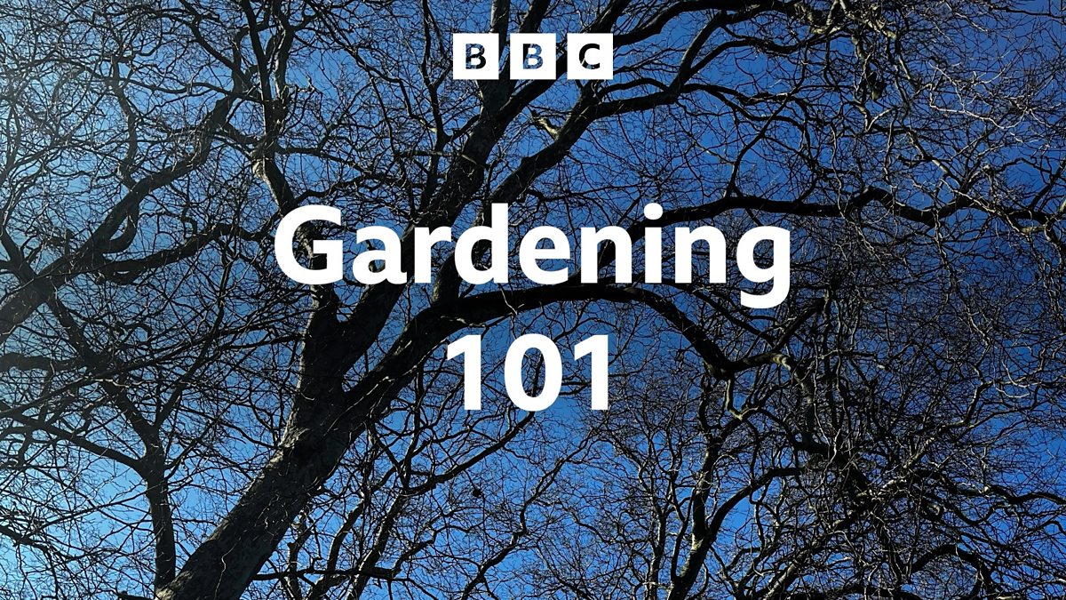 BBC Radio Sussex - Pat Marsh on BBC Radio Sussex, 02/02/2025, Gardening ...
