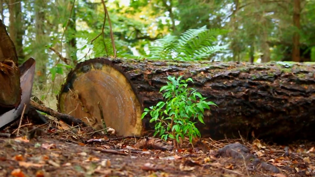 FilmG - Winning Films 2025: 1. FilmG - Am Fiùran - BBC iPlayer