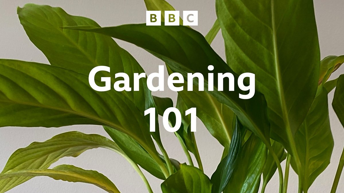 BBC Radio Sussex - Pat Marsh on BBC Radio Sussex, 09/03/2025, Gardening ...