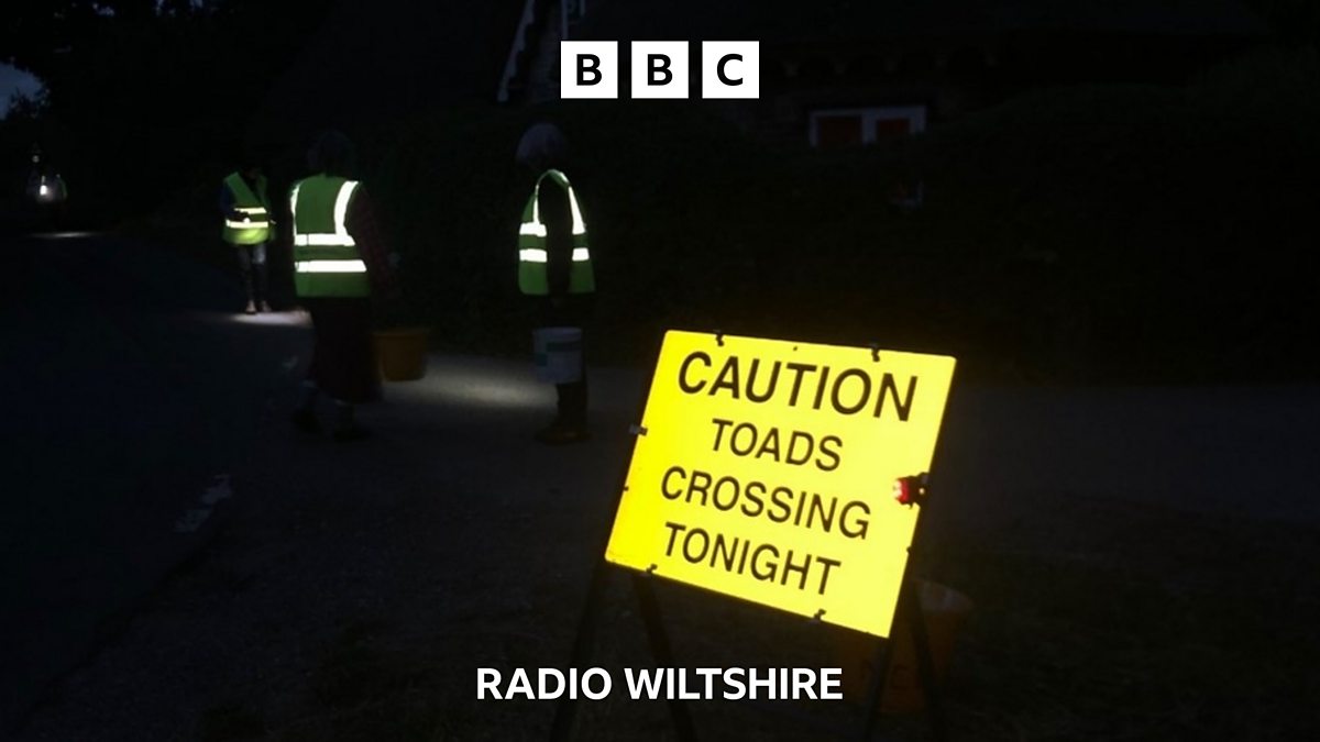 BBC Radio Wiltshire - BBC Radio Wiltshire, Warminster Toad Patrol
