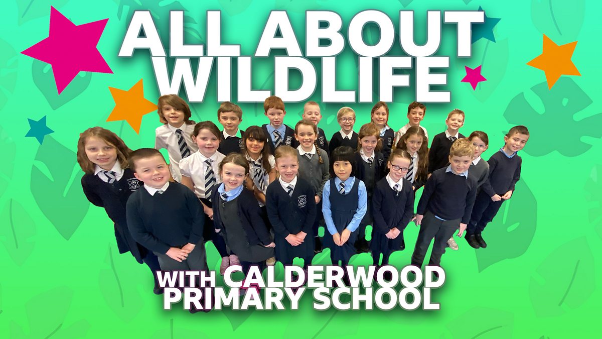 BBC Scotland - The L.A.B Scotland, All About Wildlife with Calderwood ...