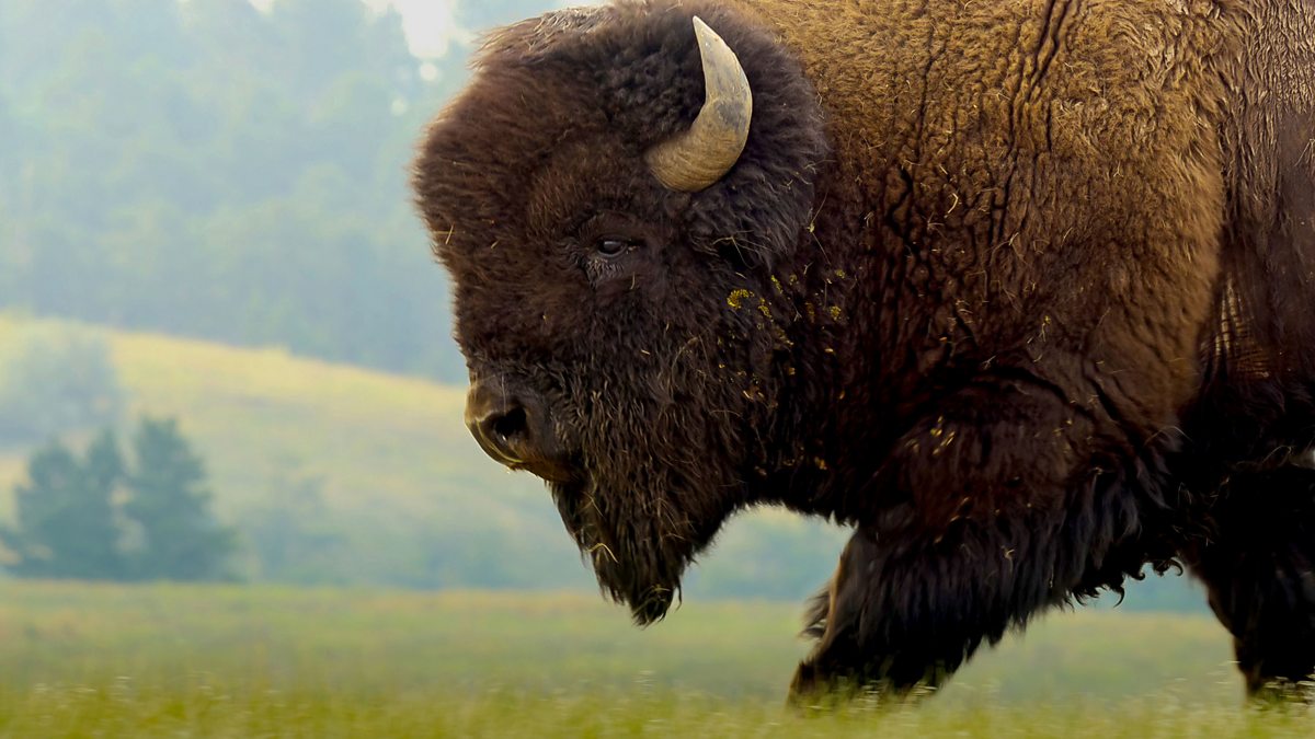 The Americas - Series 1: 3. The Wild West - Audio Described - BBC iPlayer