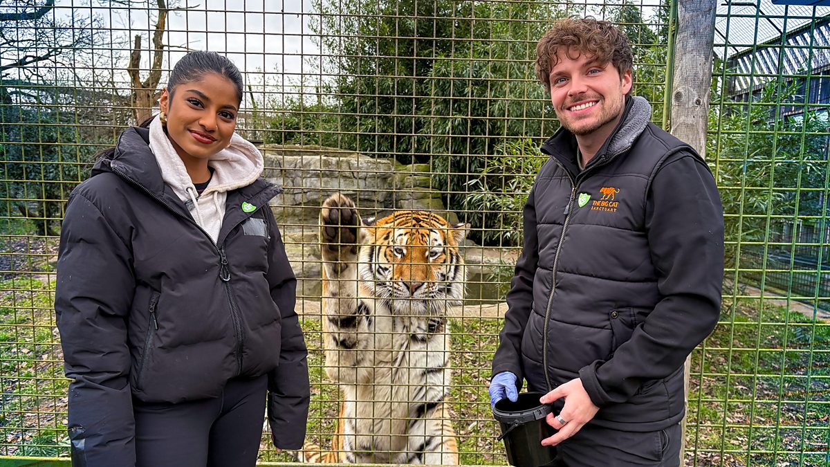 Blue Peter - Operation Ouch, Tigers and Irish Dancing - BBC iPlayer