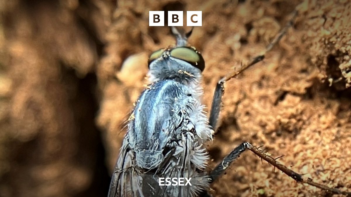 BBC Essex - BBC Essex, Rare Stiletto fly discovered in Essex
